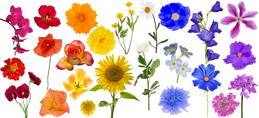 What Does Your Bouquet Say Flower Color Meaning And Symbolism Garden 