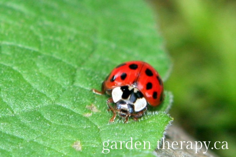 How to Attract Ladybugs to Your Garden + Why You Should