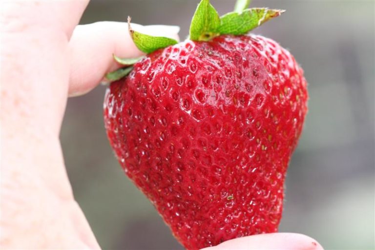 Organic Strawberry Jam - Garden Therapy