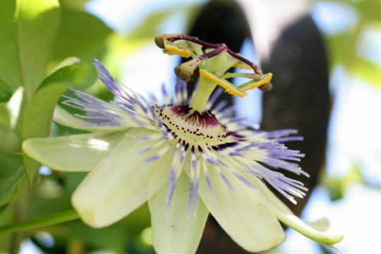 Plant and Grow the Passiflora Caerulea (Blue Passionflower)