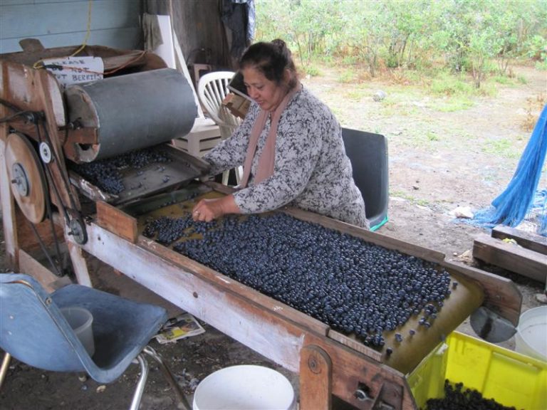 Berry Good Advice: How to Grow and Care for Blueberry Bushes