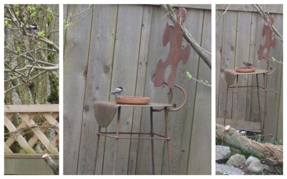 Strawberry Root Weevil Grubs - Garden Therapy