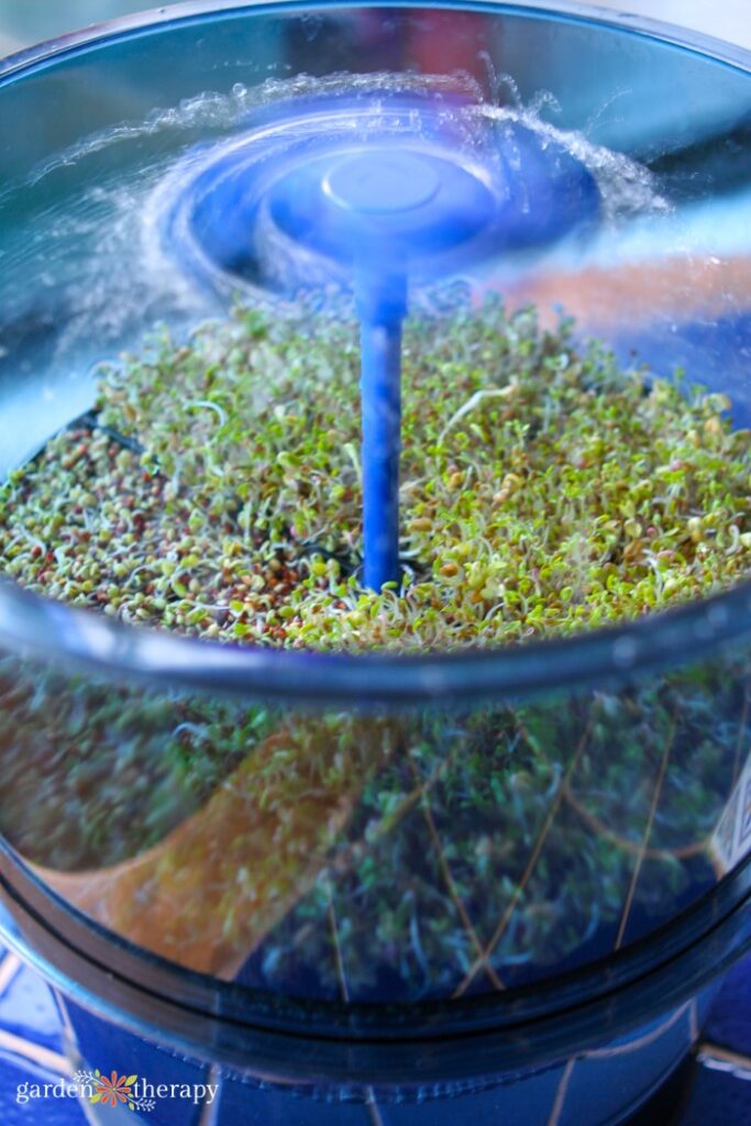 Sprouting Seeds: The Simple Guide to Growing Food Indoors