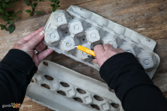 DIY Seed Starting Trays: 7 Easy, Inexpensive Containers to Try