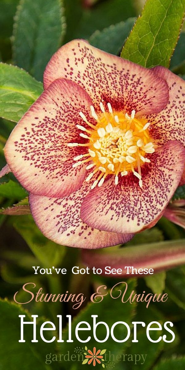 5 Stunning Hellebore Varieties You MUST See! - Garden Therapy