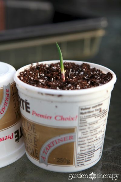 DIY Seed Starting Trays: 7 Easy, Inexpensive Containers to Try