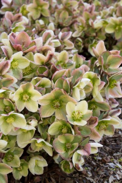 5 Stunning Hellebore Varieties You MUST See! - Garden Therapy