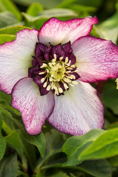 5 Stunning Hellebore Varieties You MUST See! - Garden Therapy