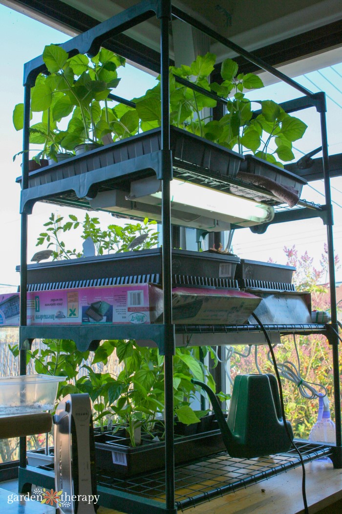 DIY Plant Shelf with Grow Lights to Give Your Seeds the Right Start