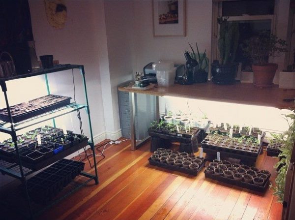 DIY Plant Shelf with Grow Lights to Give Your Seeds the Right Start