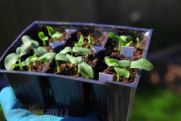 Buying a Plant: 6 Tips for Choosing Seedlings for Your Garden - Garden ...