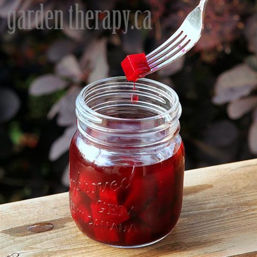 Tarragon Pickled Beets - Garden Therapy