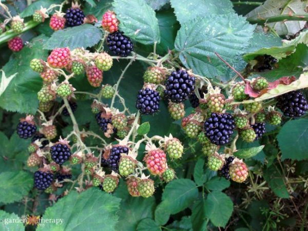 Stupendously Simple Wild Blackberry Jam