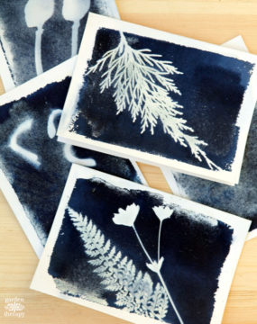 Preserve the Beauty of the Garden with Cyanotype Sun Print Cards