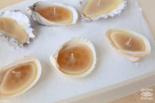 Seashell Beeswax Tea Lights - Garden Therapy