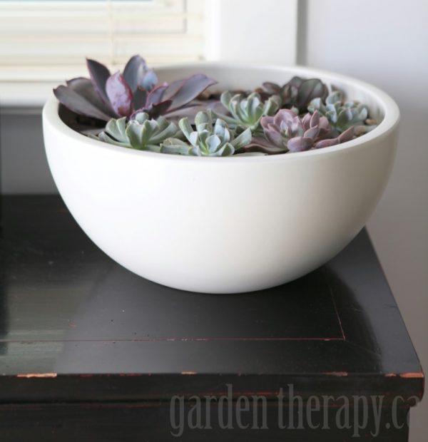 Modern Succulent Planter: Modernica Case Study - Garden Therapy