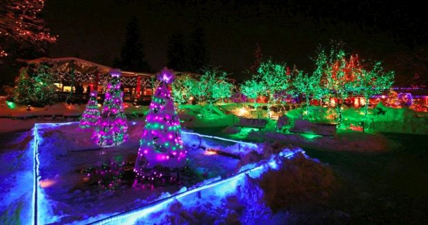 Holiday Lights to Dress Up the Winter Garden - Garden Therapy