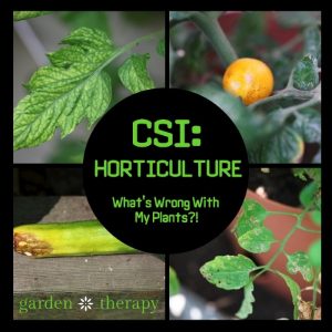 Organic Ways of Getting Rid of Pests in the Garden - Garden Therapy