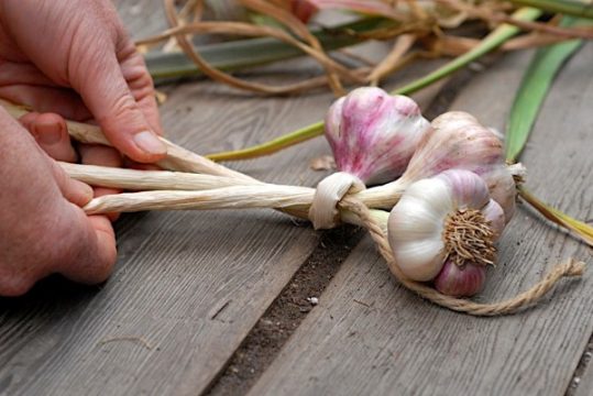 How to Braid Garlic for Stylish Winter Storage - Garden Therapy