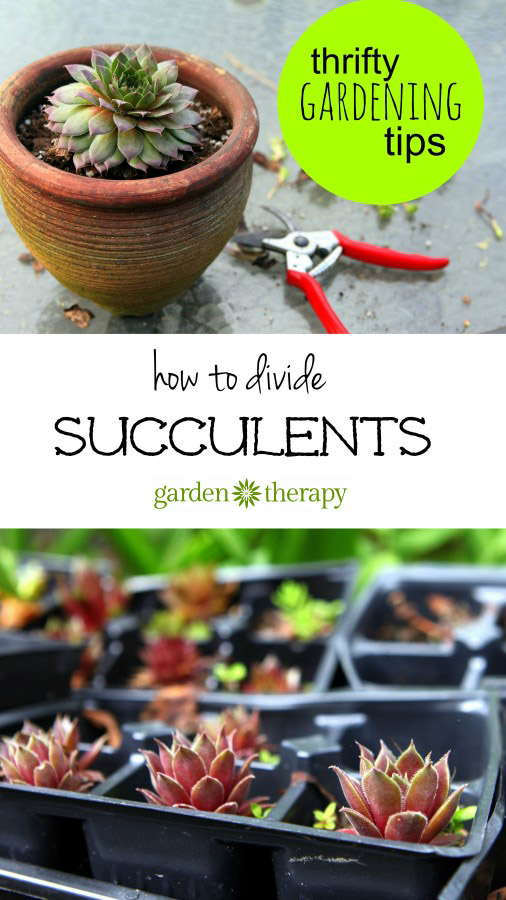Thrifty Gardening How To Divide Succulents