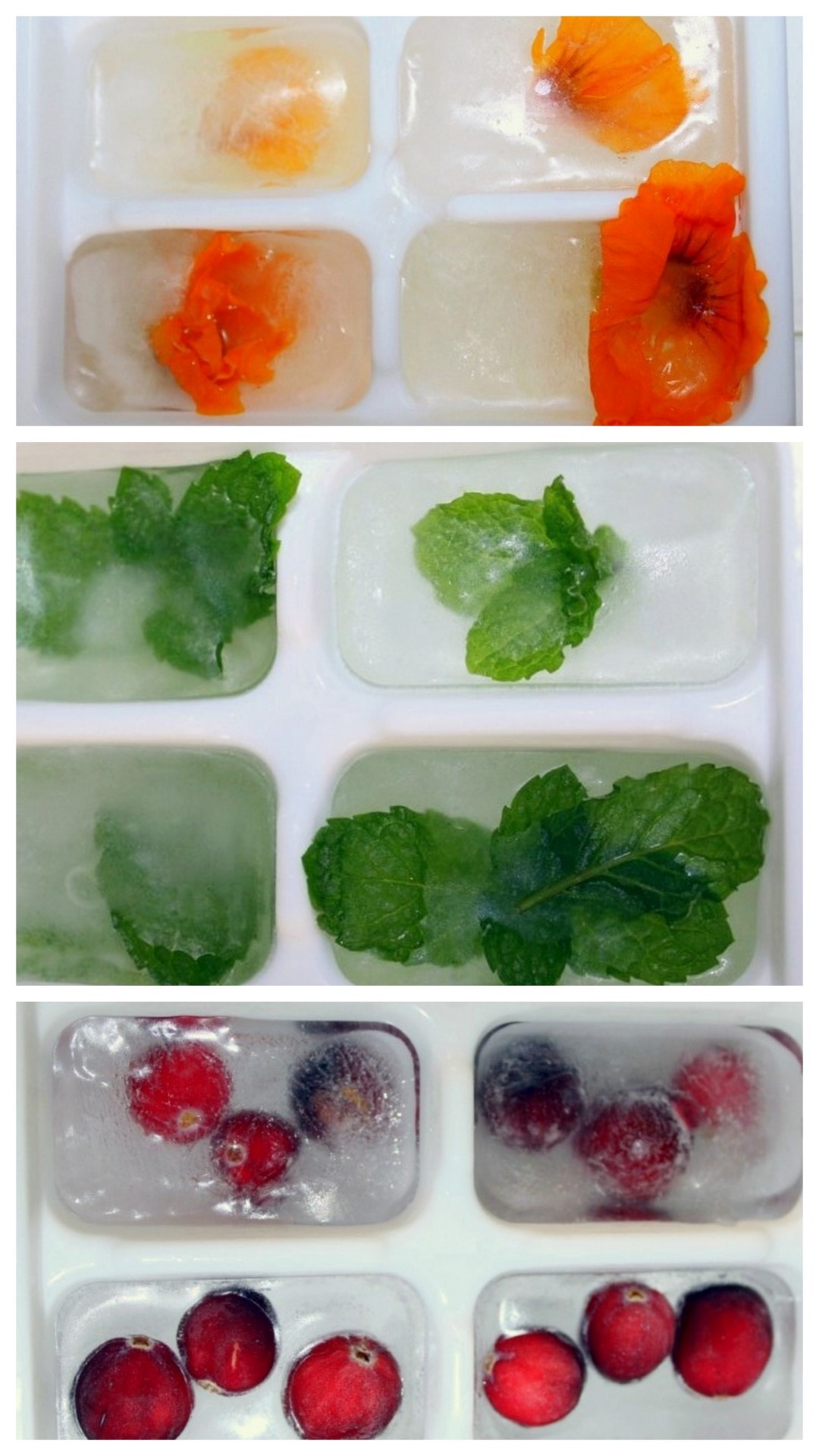 How to Make Floral, Fruit, and Herb Ice Cubes - Garden Therapy