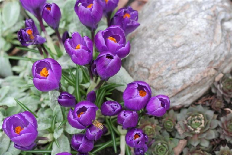Planting Crocus Flowers: The Spring Bloom Everyone Must Grow - Garden ...