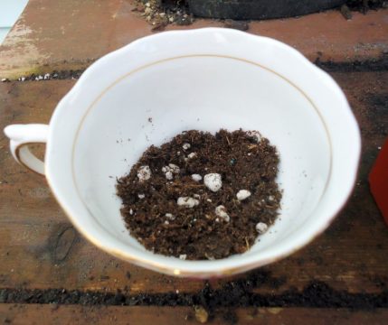 Vintage Teacup Planters: a Great Fundraising Tool - Garden Therapy