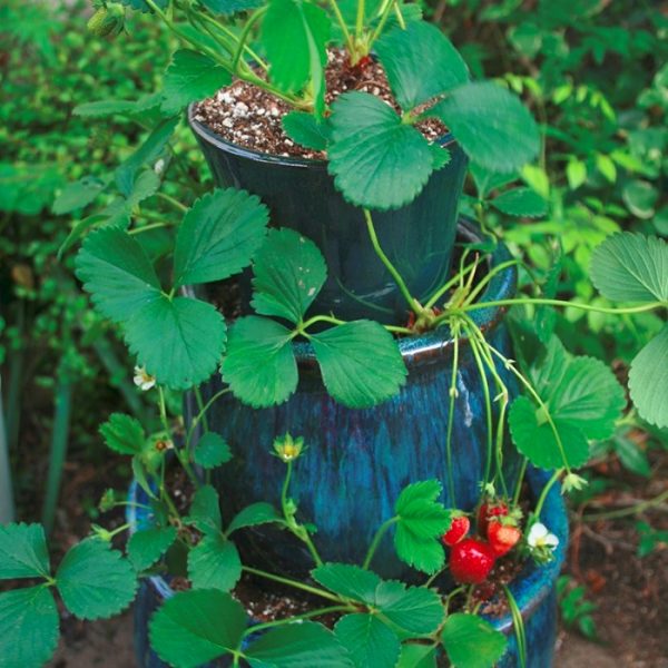 Multi Level Strawberry Tower Garden Therapy