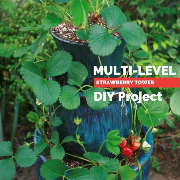 Multi-Level Strawberry Tower - Garden Therapy