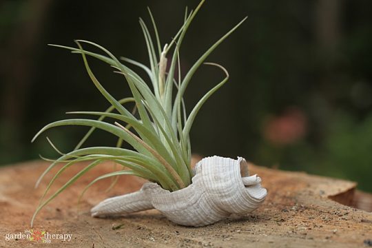 Air Plants in Seashells - Garden Therapy