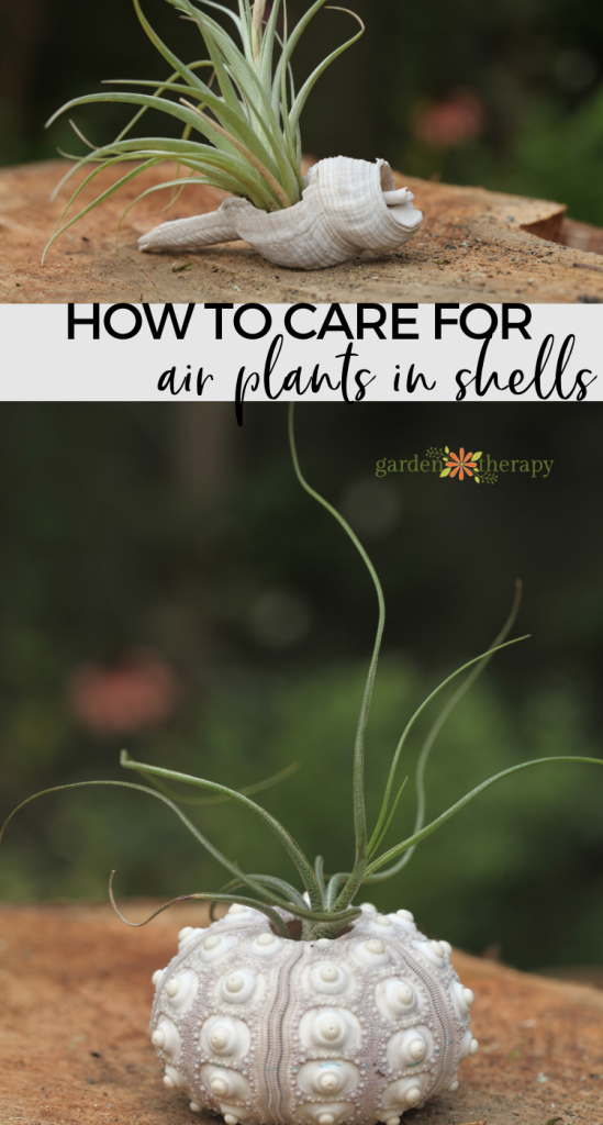 How to Care for Air Plants in Seashells