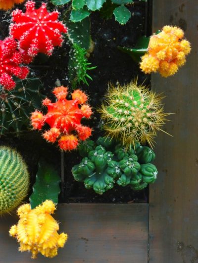 Vertical Cactus Garden