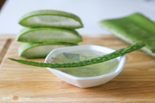 Aloe Vera Benefits: How to Use Aloe Vera for Sunburns