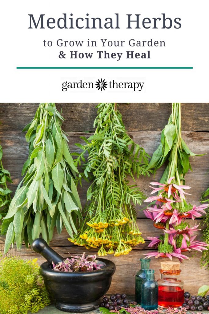Top Healing Herbs To Grow at Jamie Schoenfeld blog