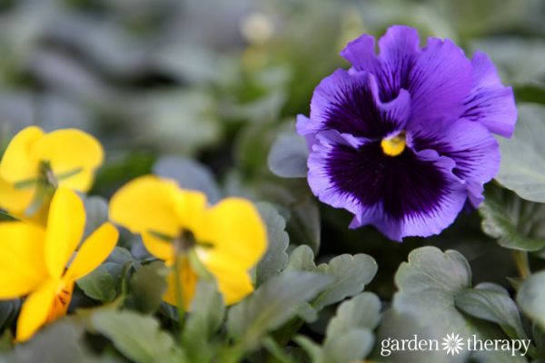 Creative Gift-Giving with DIY Pansy Crafts - Garden Therapy