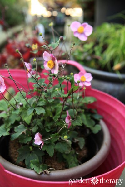 Dividing Perennials 101: Tips for a Beautiful Garden