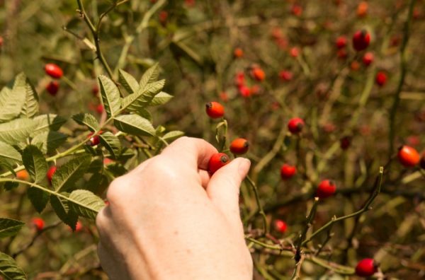 Rose Hips Benefits + How to Grow Them (and Use Them)