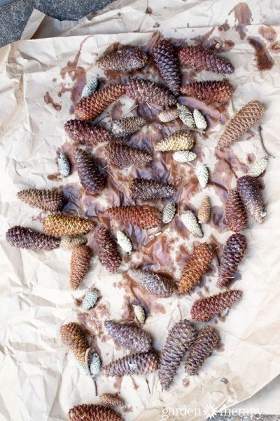 How to Make GORGEOUS Bleached Pinecones