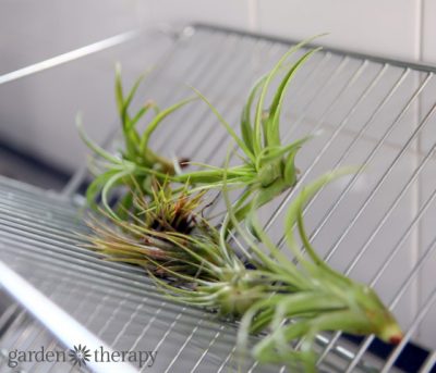 How to Revive a Sick Air Plant - Garden Therapy