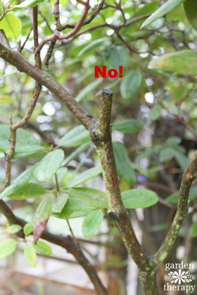 Learn How To Prune Like A Pro Pruning 101 Garden Therapy