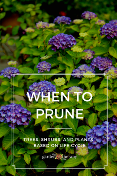 Want to Know WHEN to Prune? This Will Answer All of Your Questions ...
