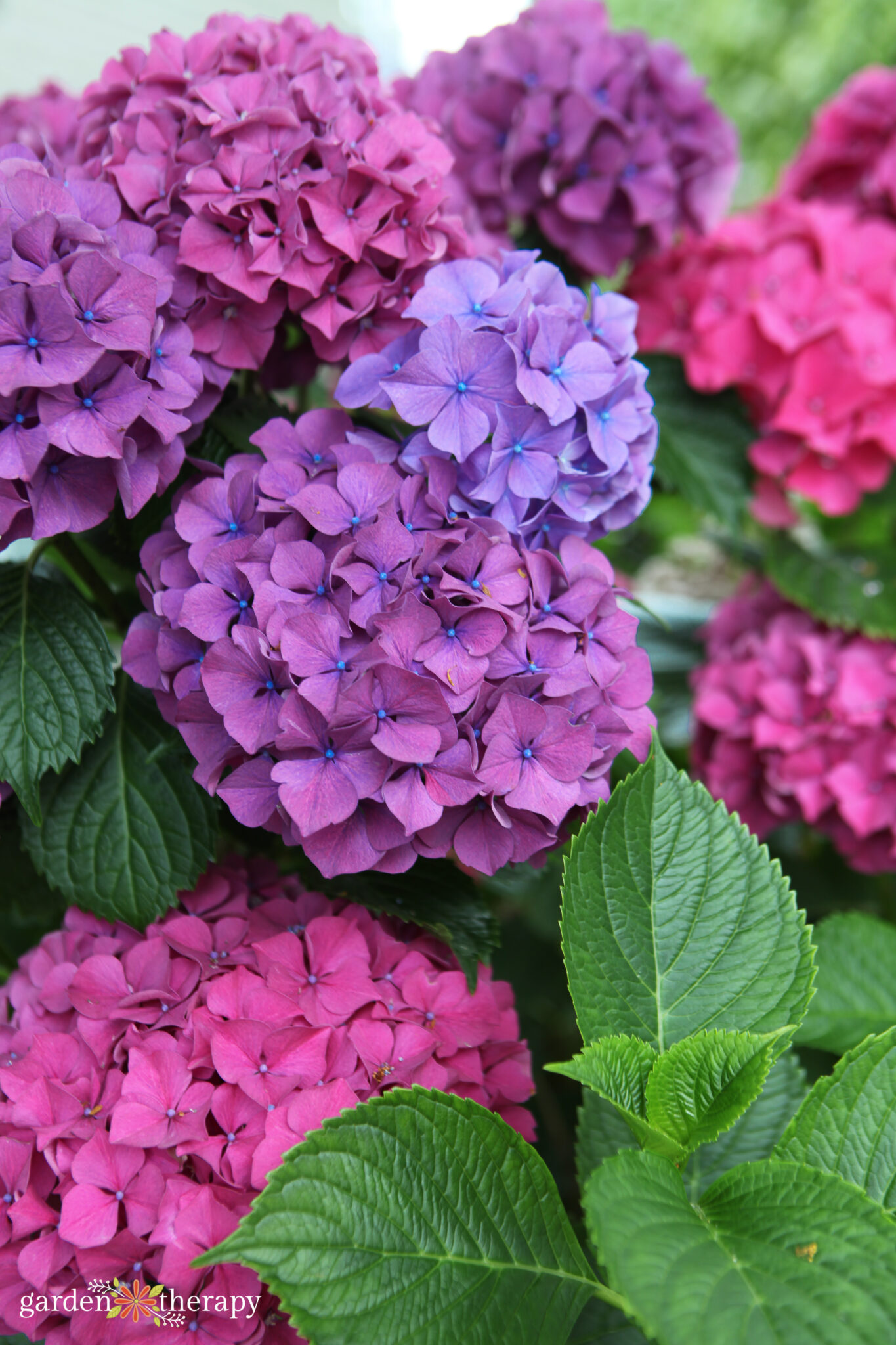 The Simple Trick to Dry Hydrangea Flowers and Retain Their Color