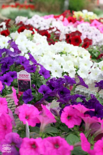 Modern Petunia Varieties: No Longer Just the Pinkest Pink Flower ...