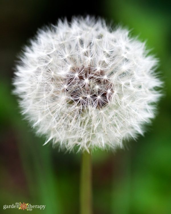 What is a Weed? Tips for Weed Identification In Your Garden - Garden ...