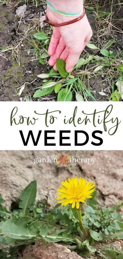 What is a Weed? Tips for Weed Identification In Your Garden - Garden ...