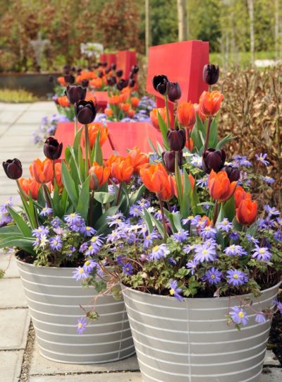 Planting Bulbs in Pots: Overwinter & Grow Spring Blooms This Fall