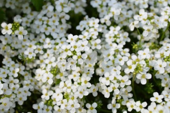 Top 22 Fragrant Flowers For a Heavenly Smelling Garden