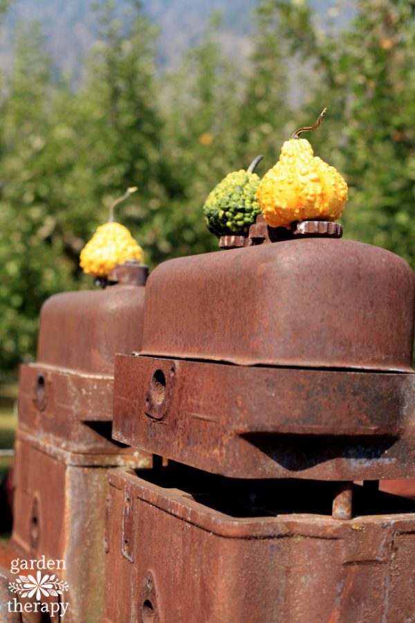 Quirky Outdoor Fall Decorating with Pumpkins and Squash - Garden Therapy