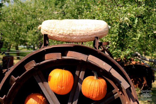 Quirky Outdoor Fall Decorating with Pumpkins and Squash - Garden Therapy