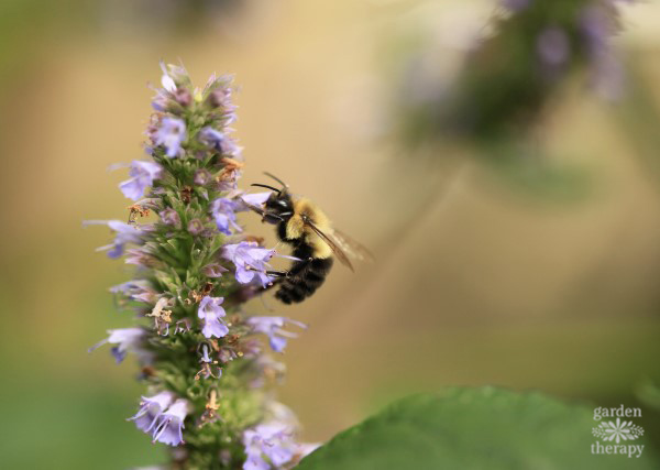 The Importance of Bee Culture: How We Can Teach the Next Generation ...